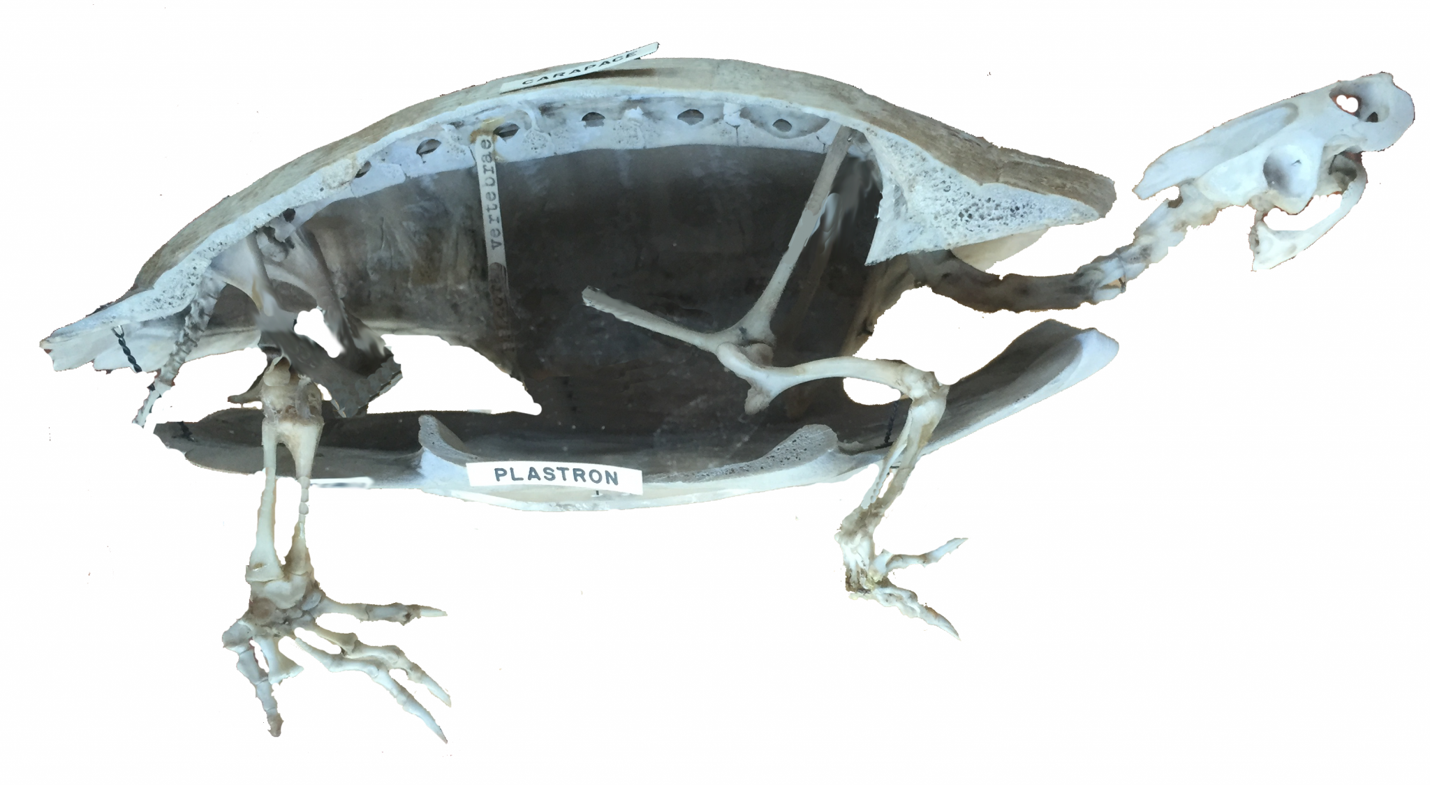 Turtles – INHS Environmental Education