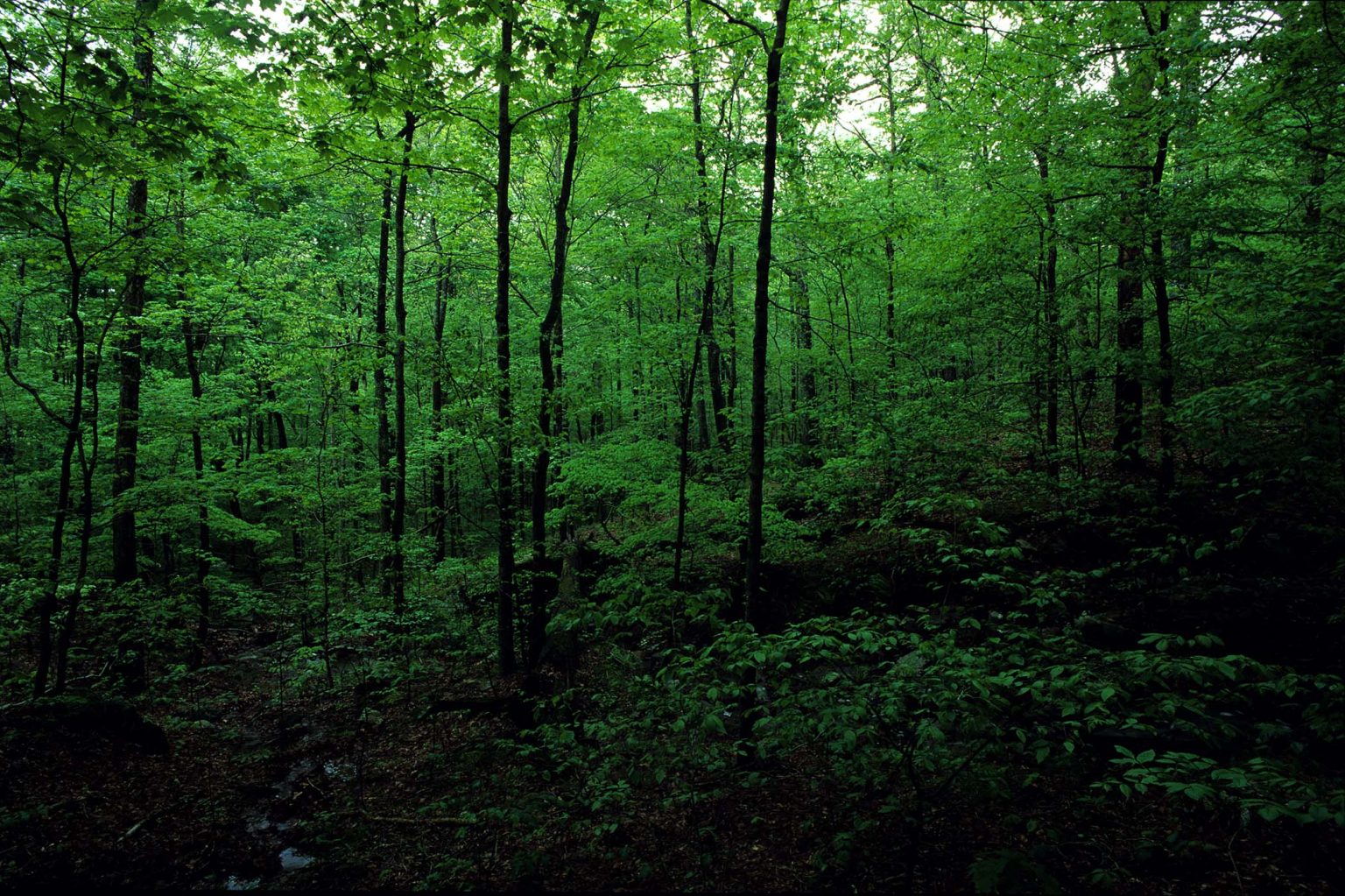 Forests – INHS Environmental Education