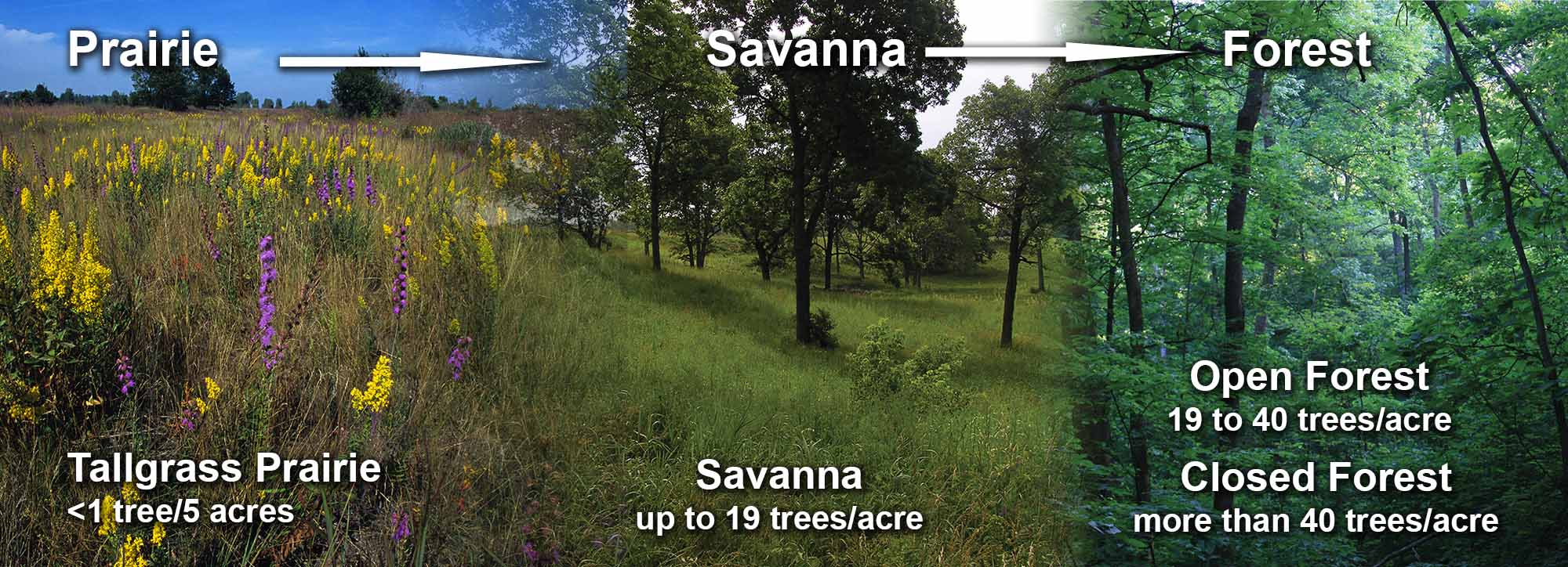 Forests – INHS Environmental Education