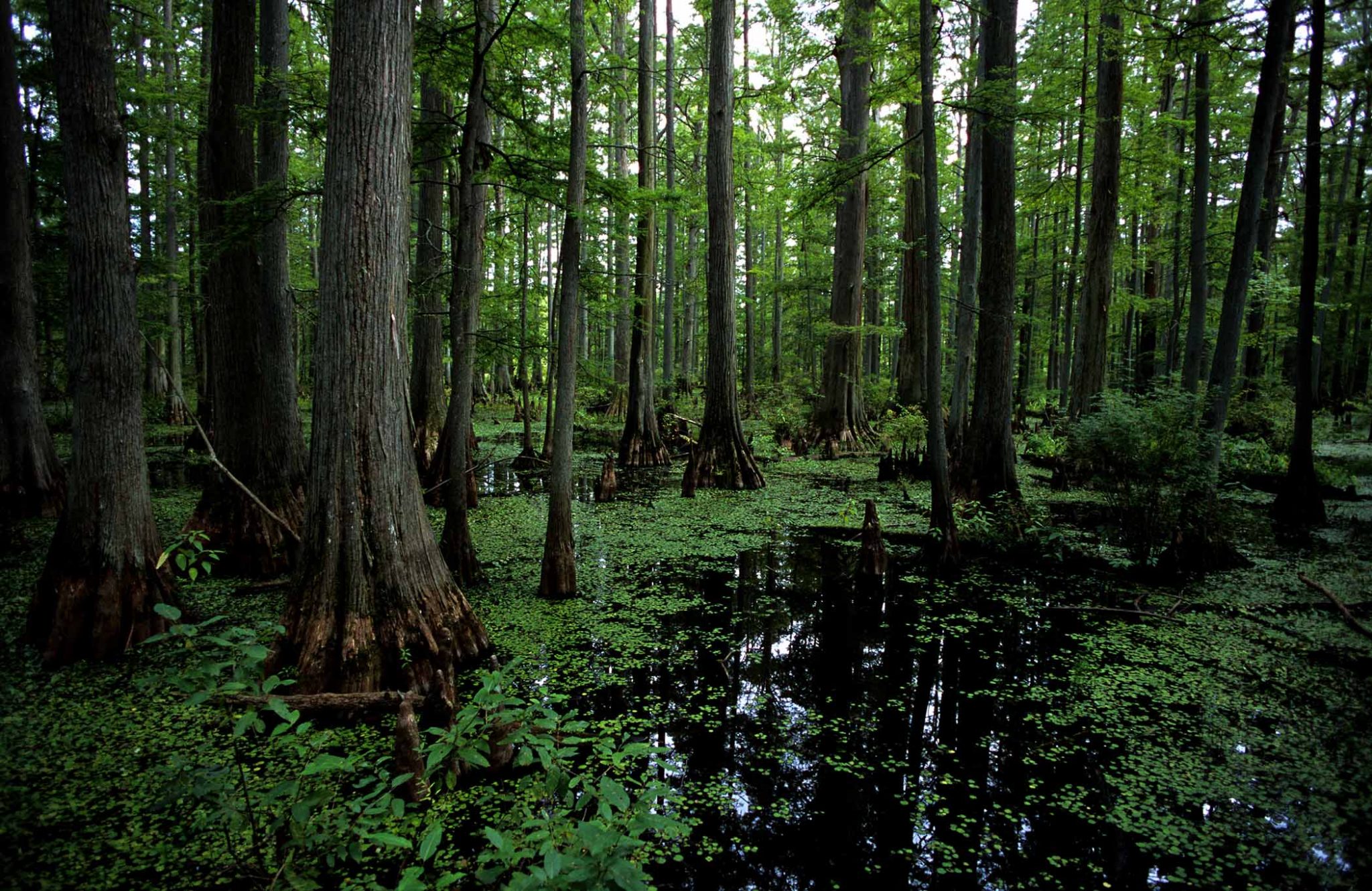 Forests – INHS Environmental Education