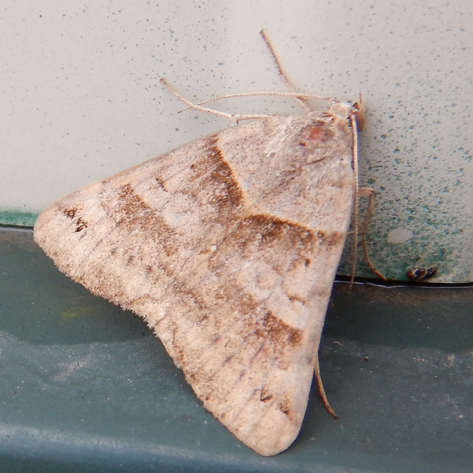 Moths – INHS Environmental Education