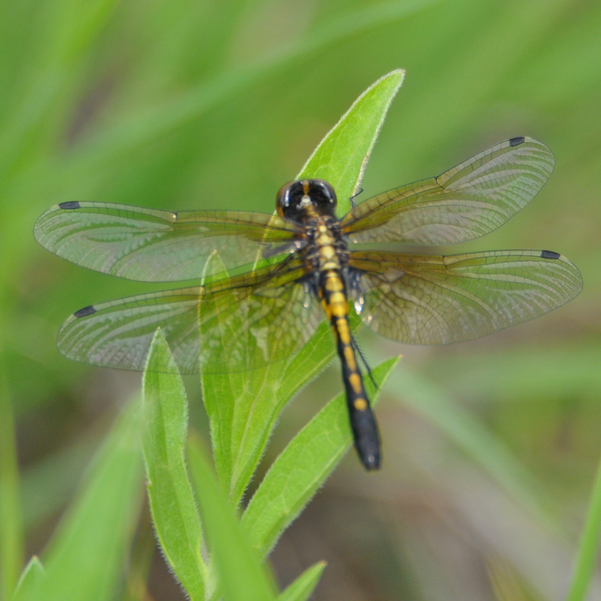 Dragonflies – INHS Environmental Education