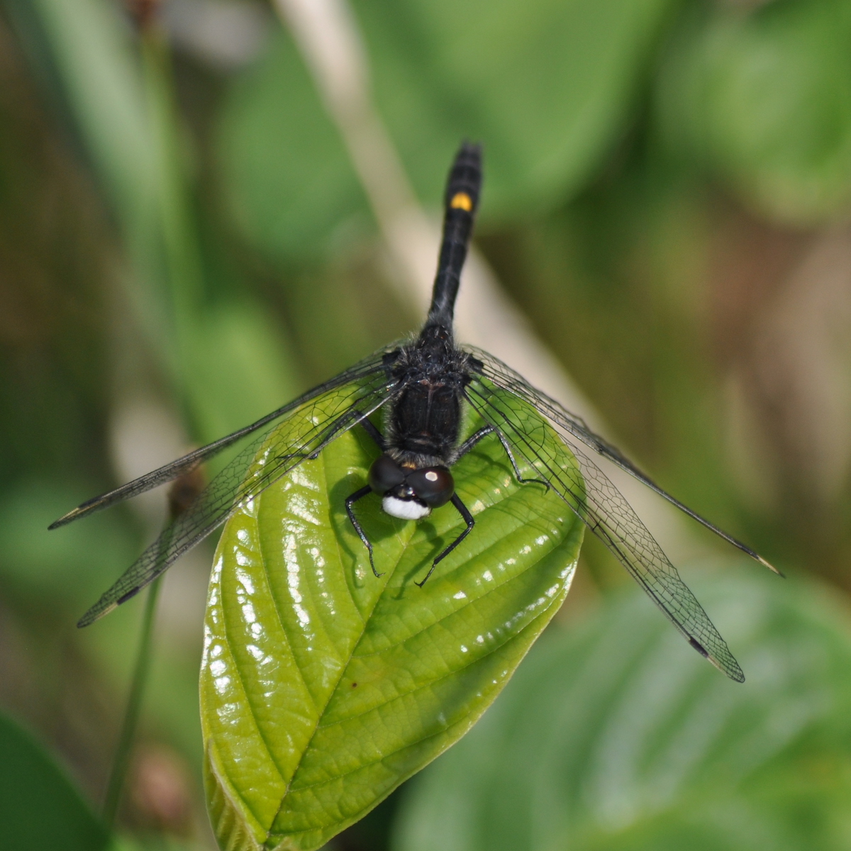 Dragonflies – INHS Environmental Education