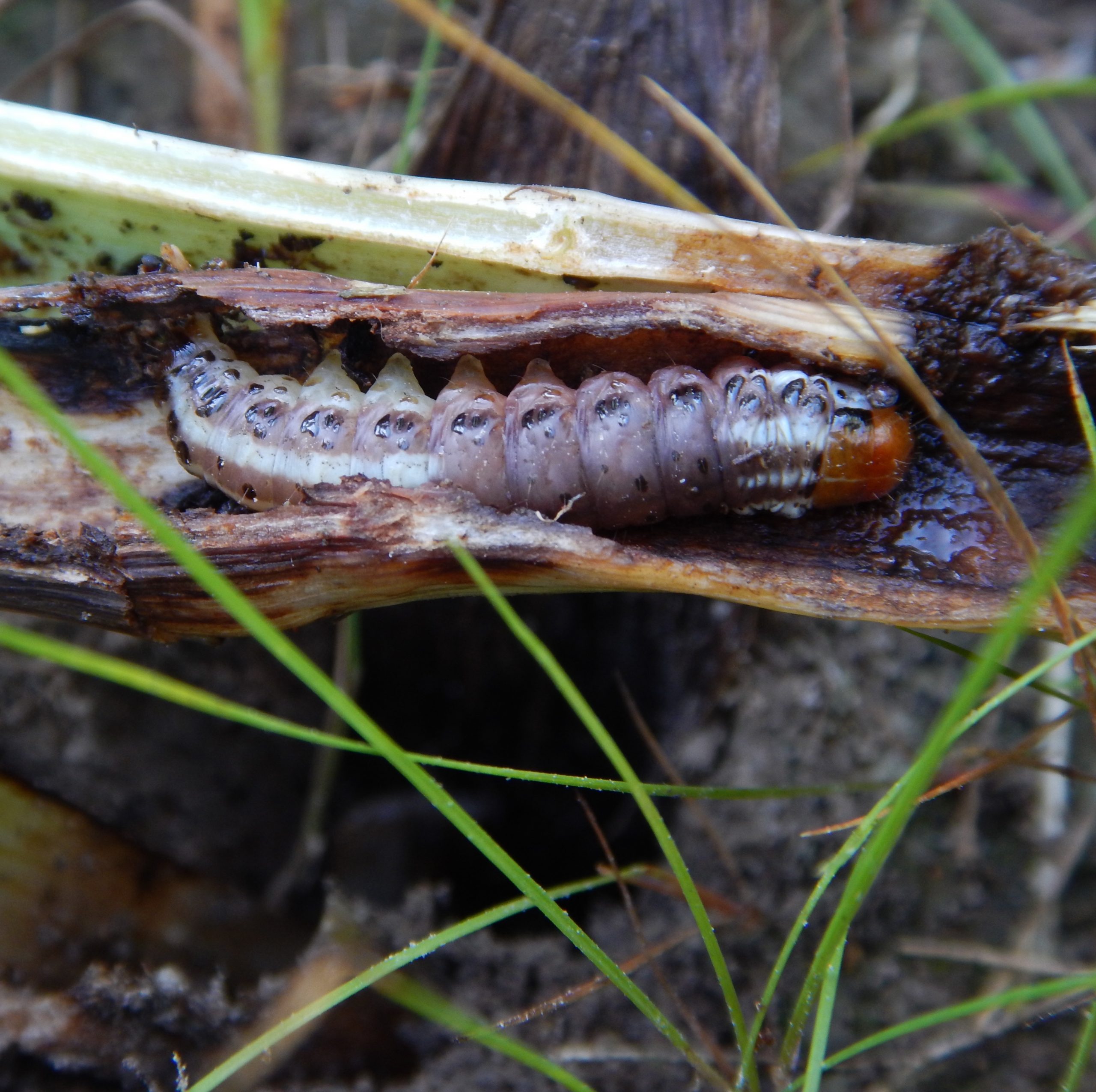 Moths – INHS Environmental Education