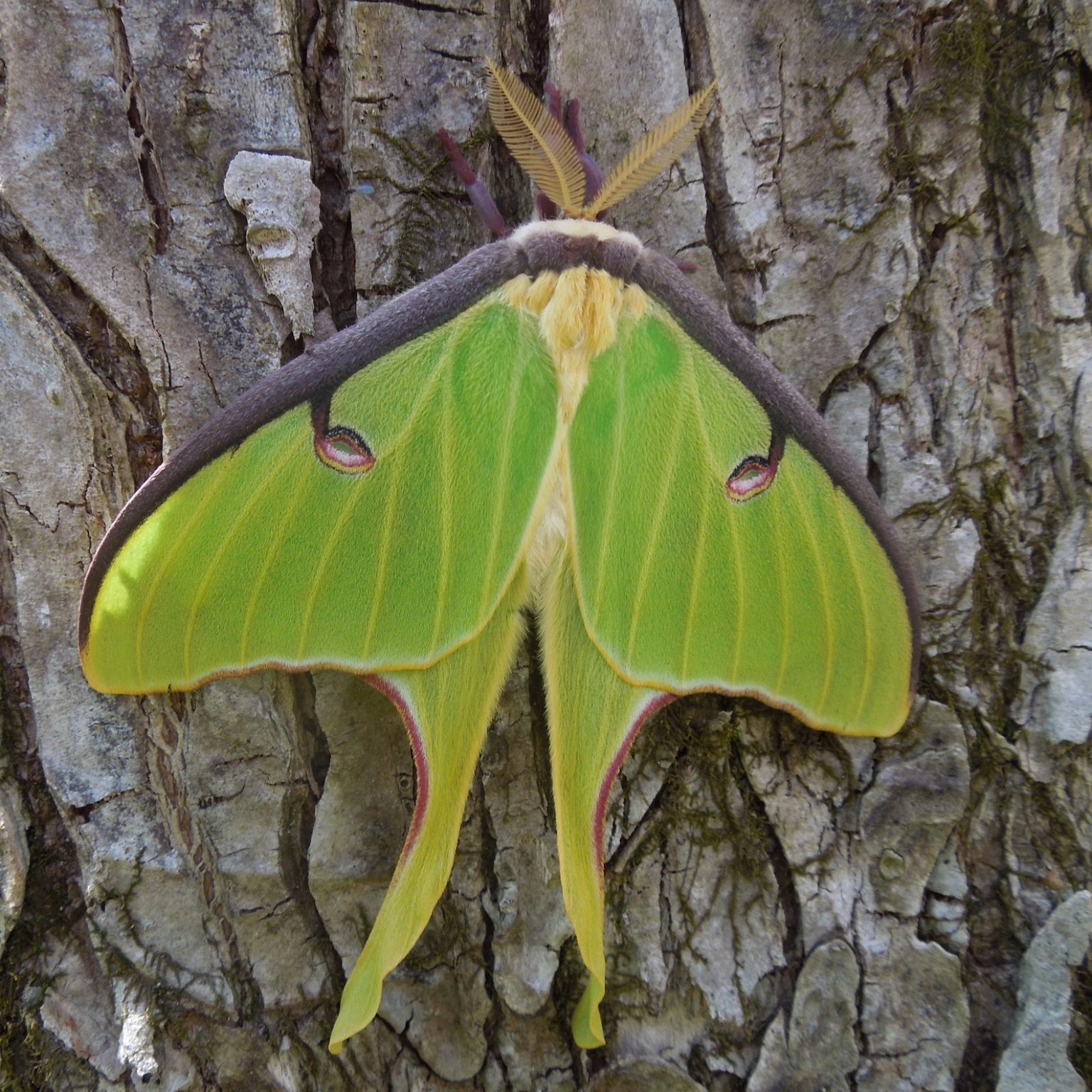 Moths – INHS Environmental Education