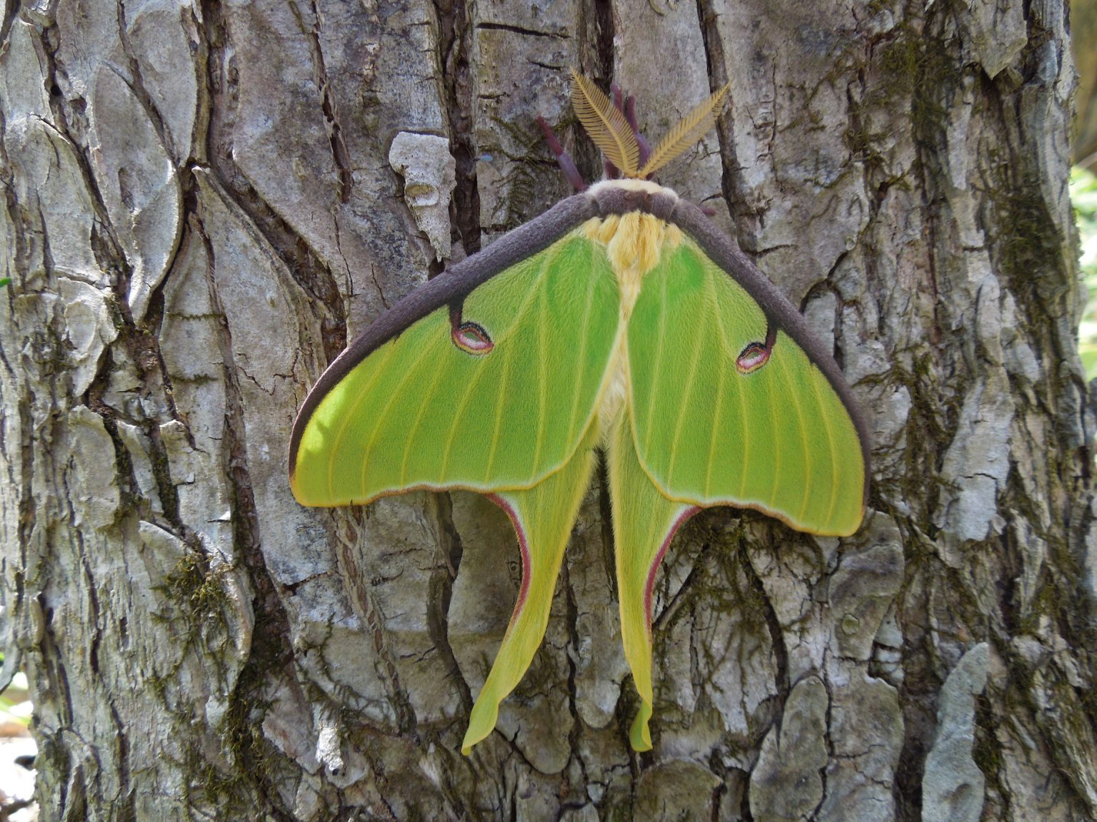 Lepidoptera – INHS Environmental Education