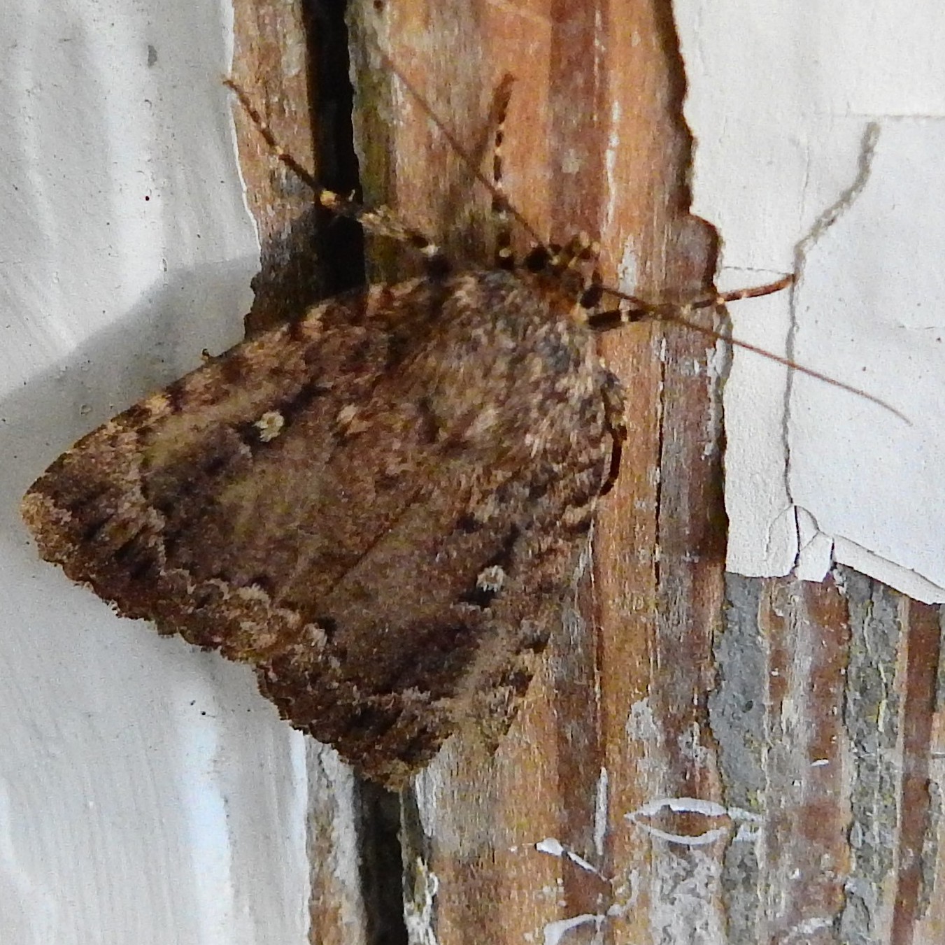 Moths – INHS Environmental Education