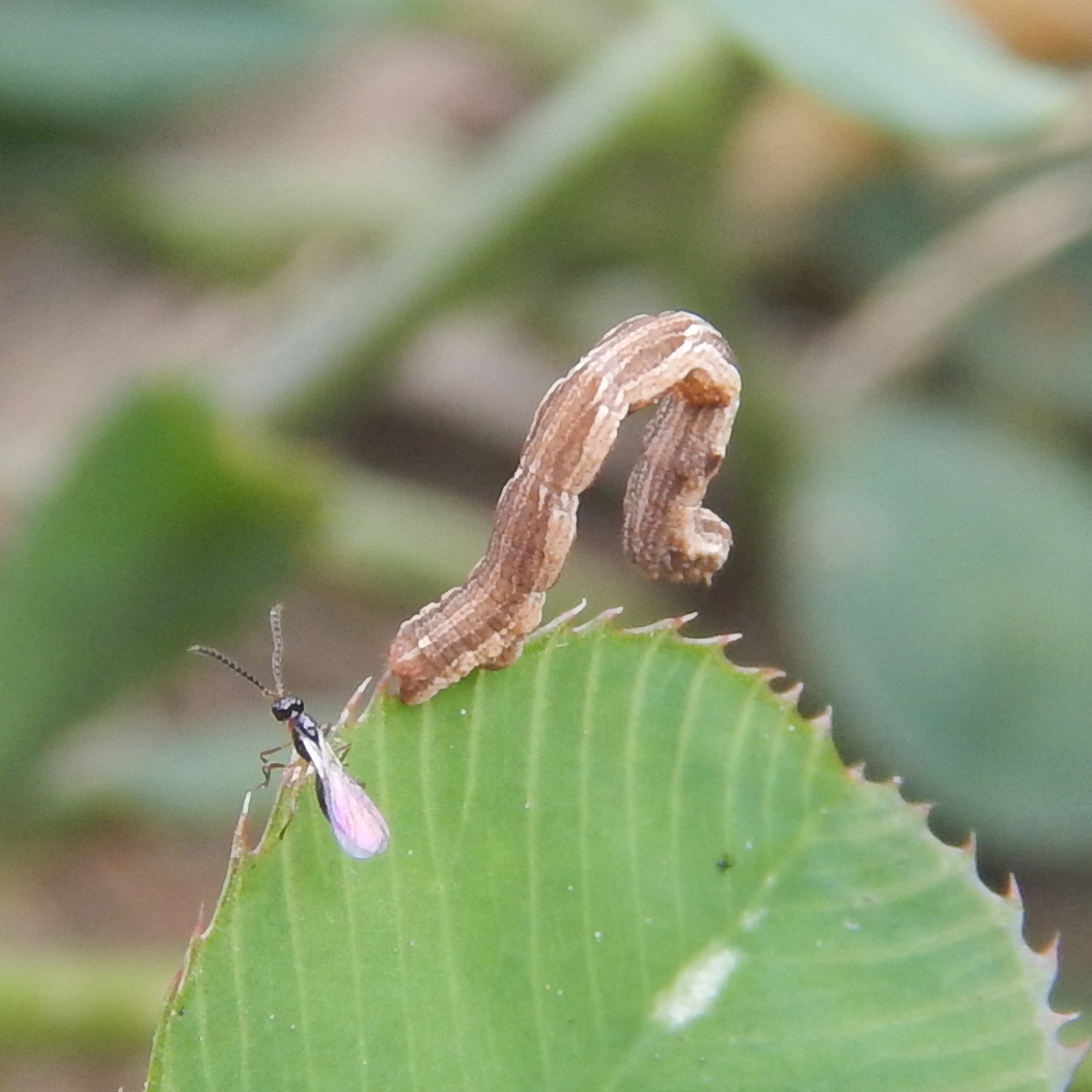 Moths – INHS Environmental Education