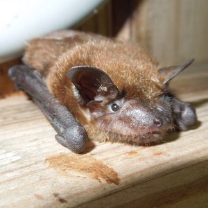 Bats in Winter – INHS Environmental Education