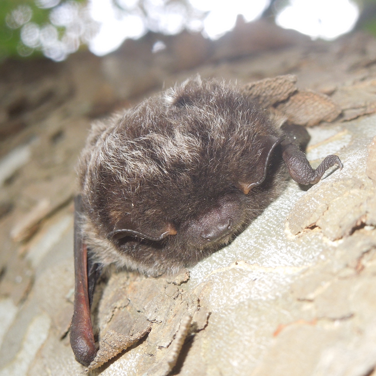 Bats in Winter – INHS Environmental Education