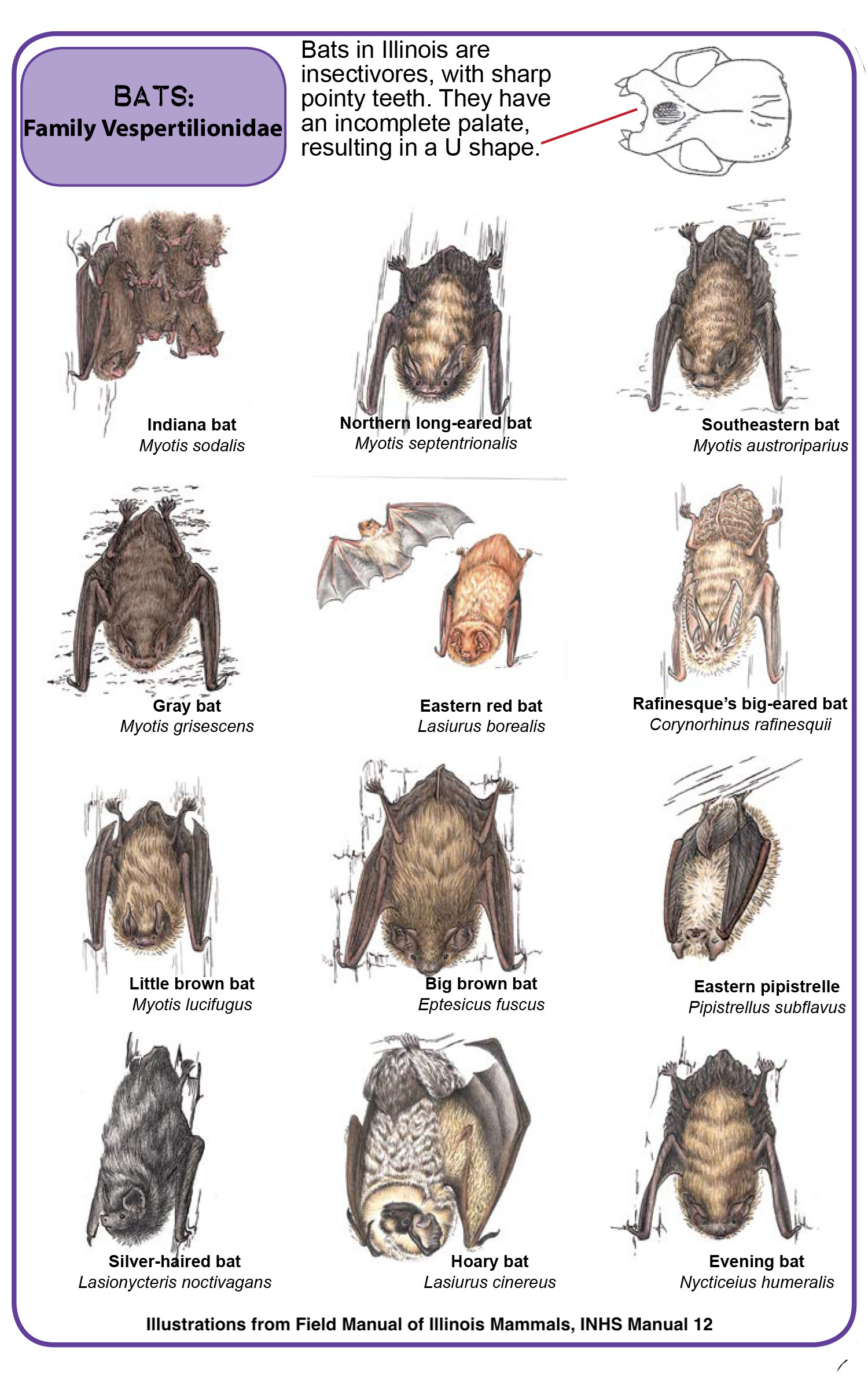 Bats – INHS Environmental Education