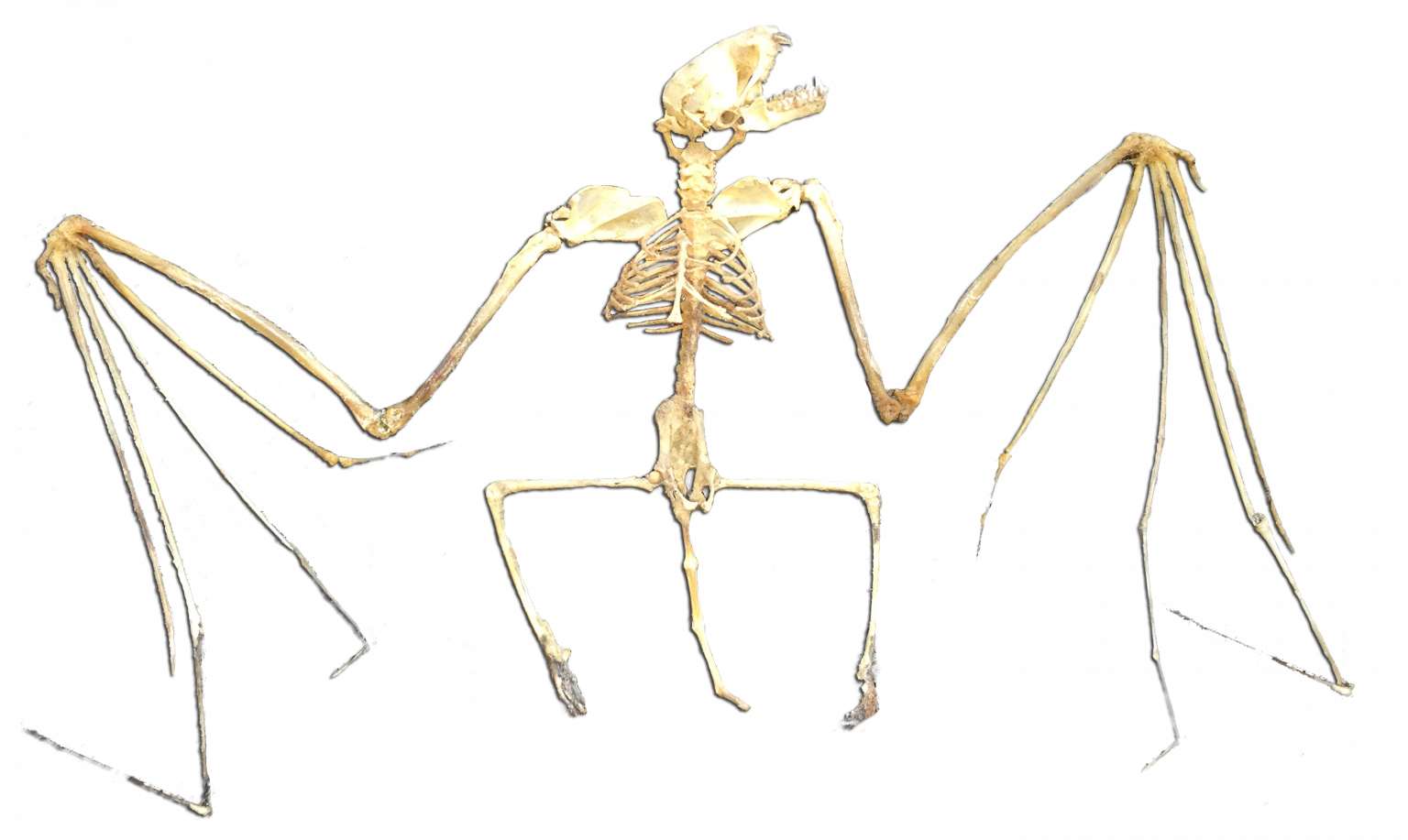 Bats – INHS Environmental Education