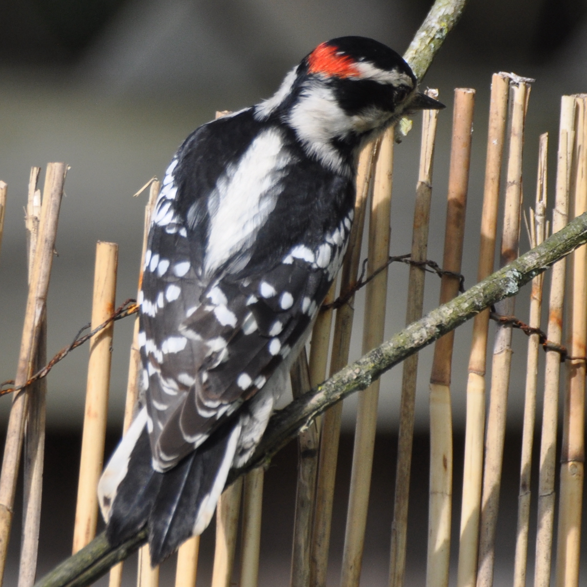 Bird Migration – INHS Environmental Education