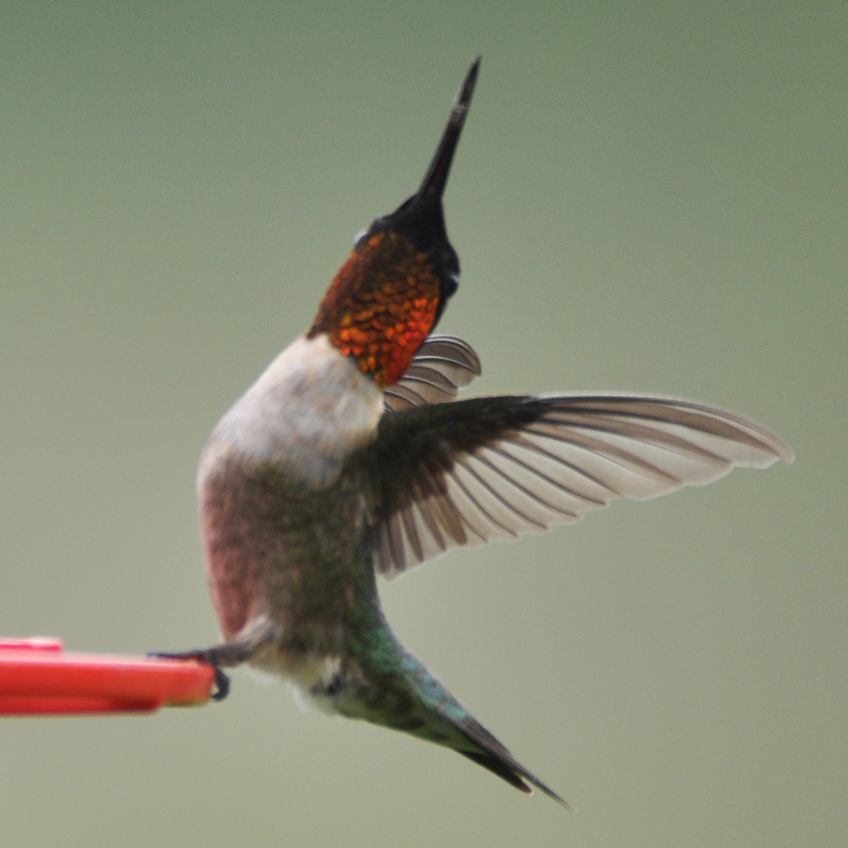 Migration – INHS Environmental Education