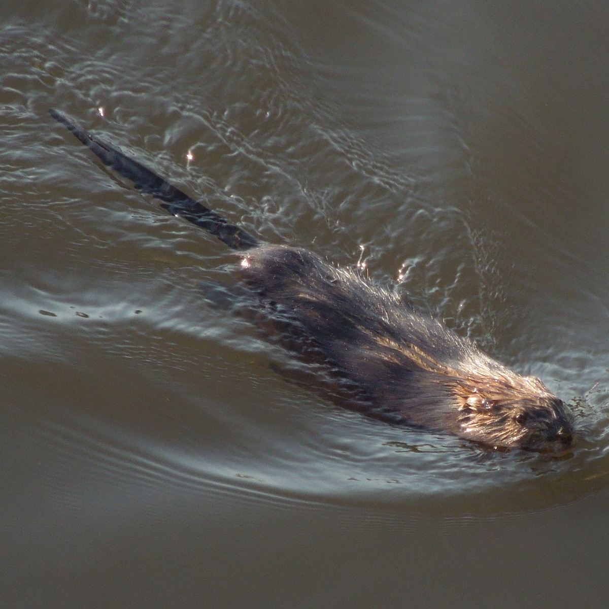 Mammals – INHS Environmental Education