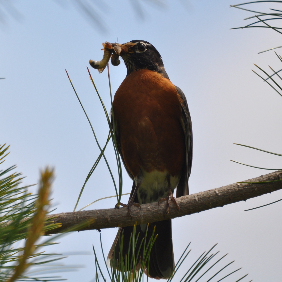 Bird Migration – INHS Environmental Education
