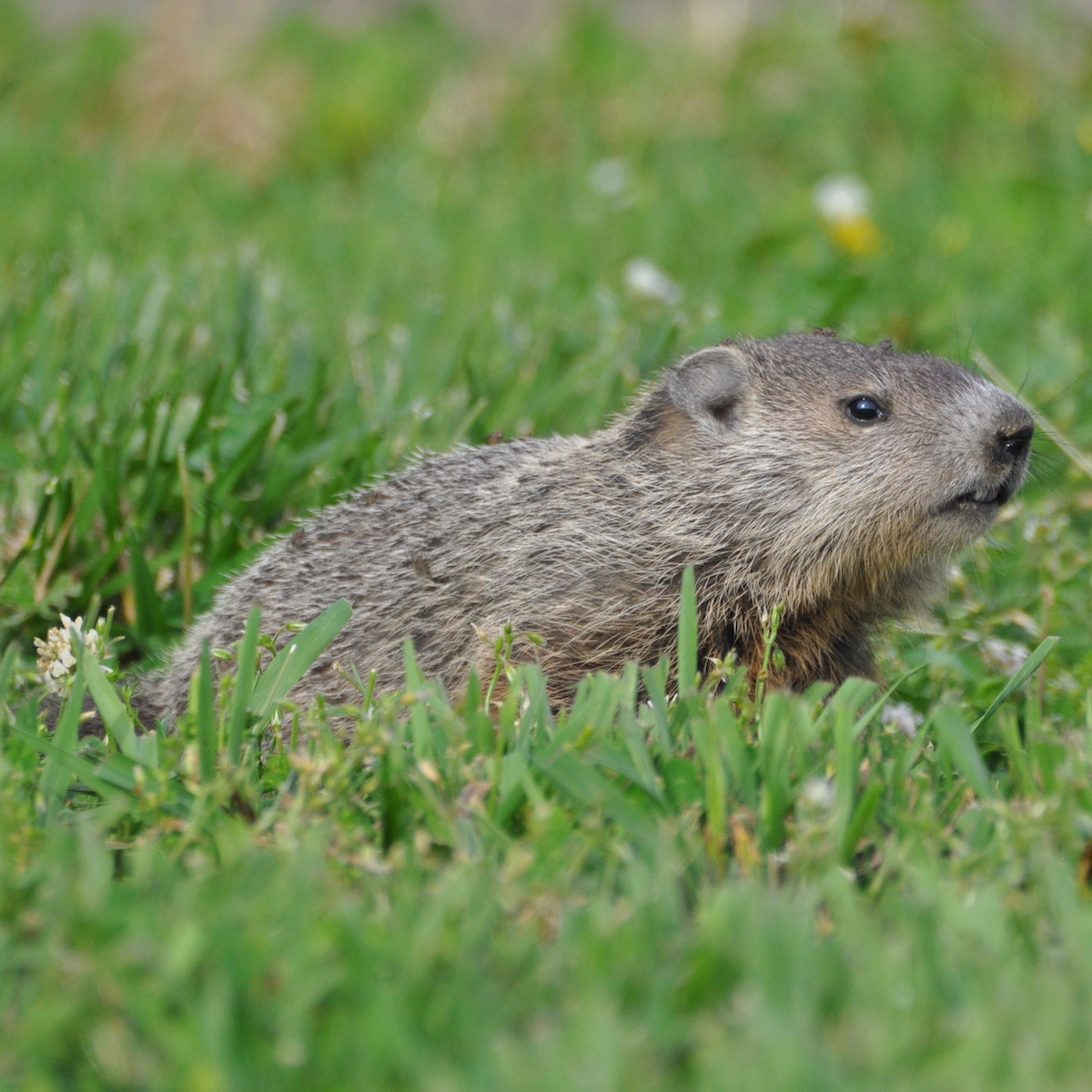 Mammals – INHS Environmental Education