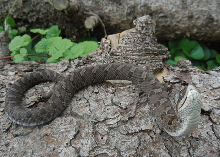 Illinois Snakes – INHS Environmental Education