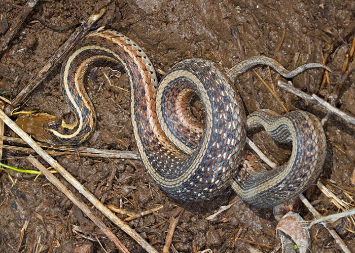 Illinois Snakes – INHS Environmental Education