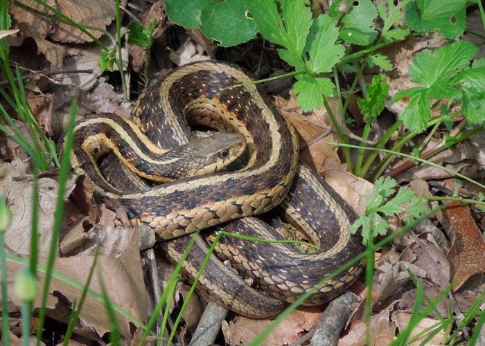 Illinois Snakes – INHS Environmental Education