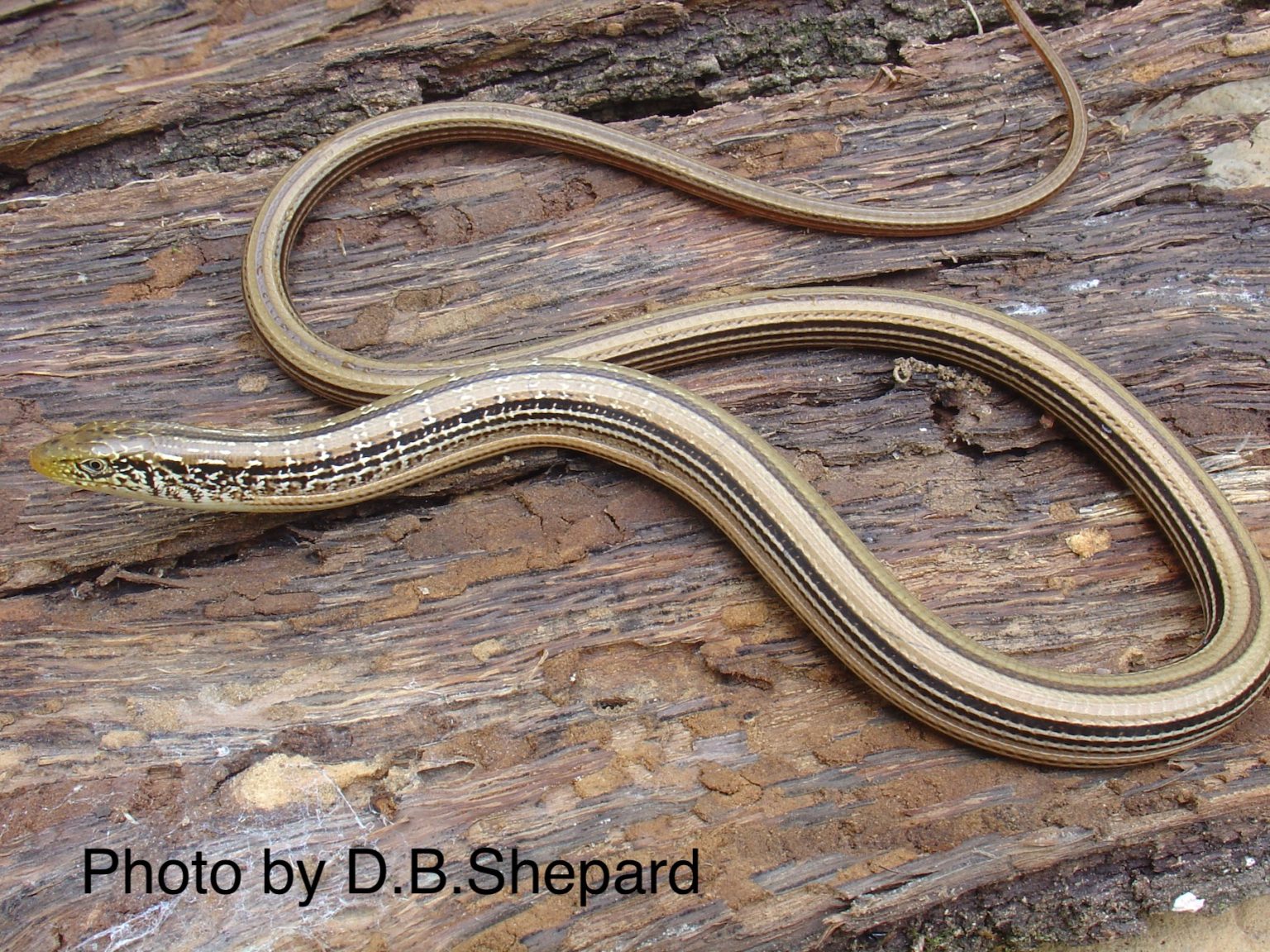 Illinois Lizards | INHS Environmental Education | Prairie Research ...