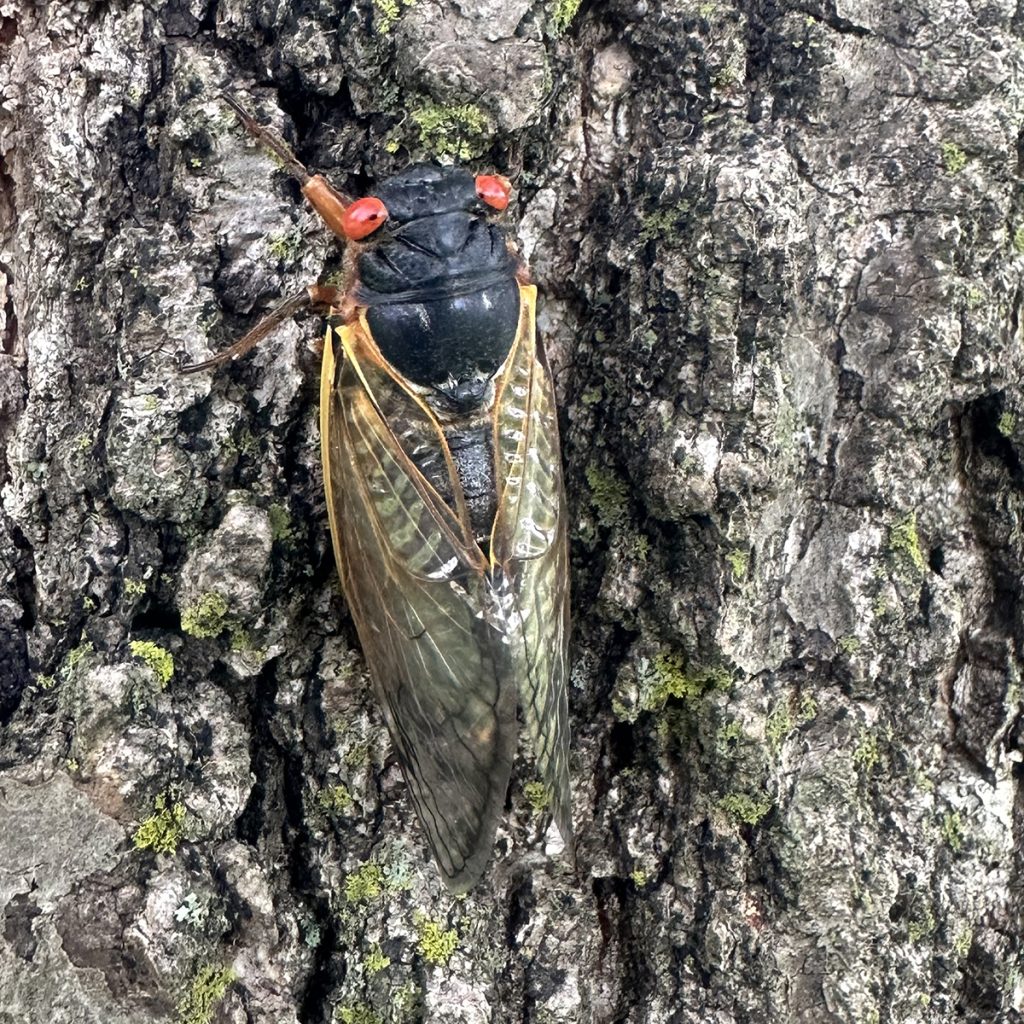 Periodical Cicadas – What’s All the Commotion? – INHS Environmental ...