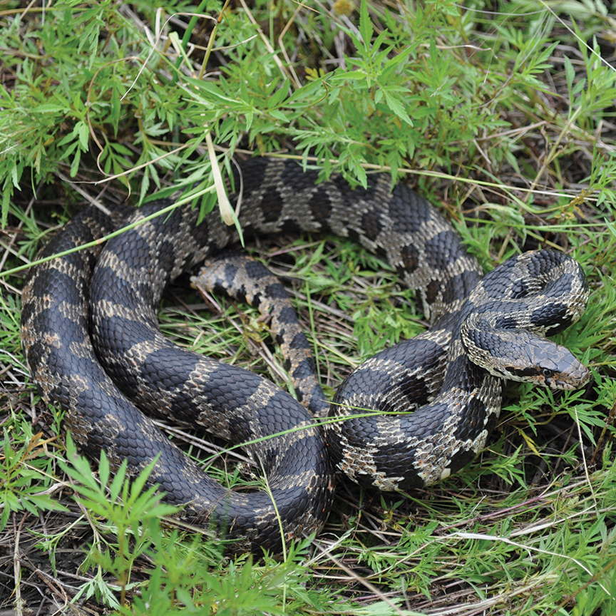 Eastern Massasauga – Sistrurus catenatus – INHS Environmental Education