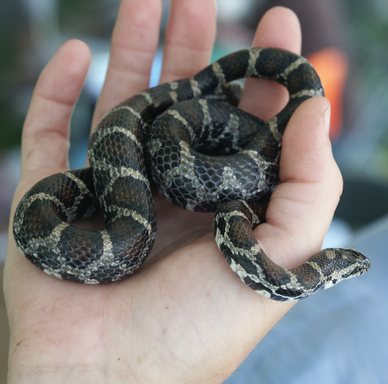 Eastern Massasauga – Sistrurus catenatus – INHS Environmental Education