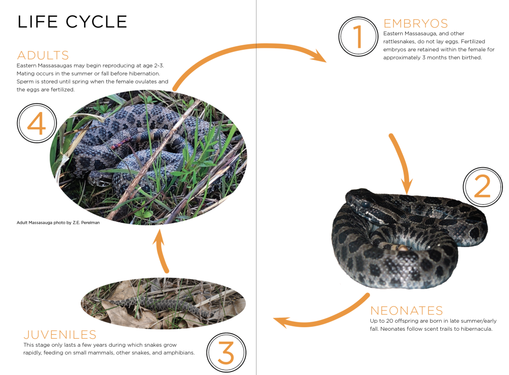 Eastern Massasauga – Sistrurus catenatus – INHS Environmental Education