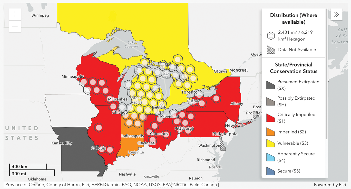 Eastern Massasauga – Sistrurus catenatus – INHS Environmental Education