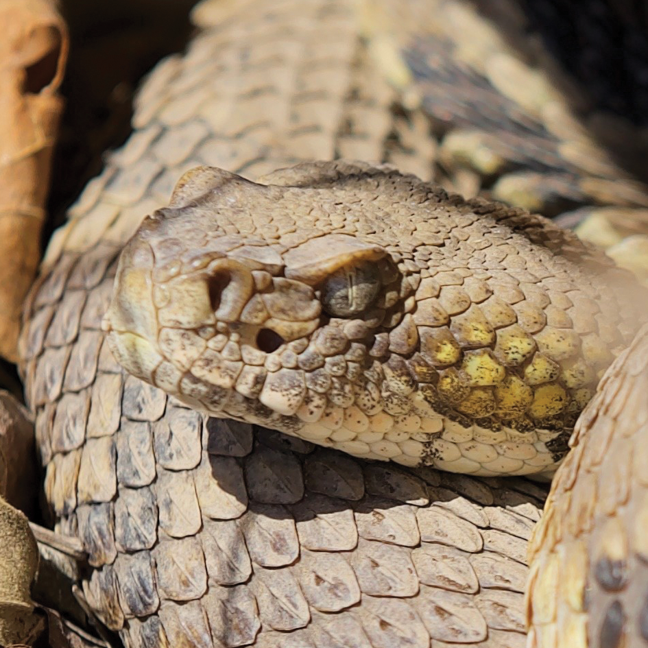 Eastern Massasauga – Sistrurus catenatus – INHS Environmental Education