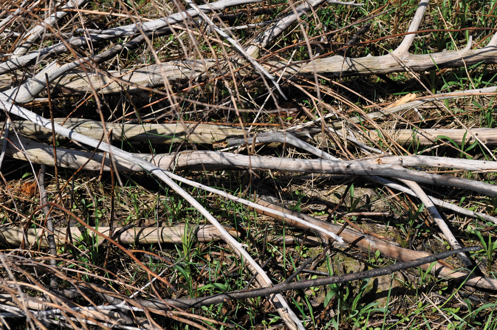 Eastern Massasauga – Sistrurus catenatus – INHS Environmental Education