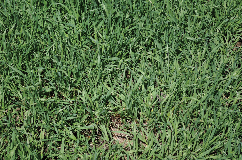 Eastern Massasauga – Sistrurus catenatus – INHS Environmental Education