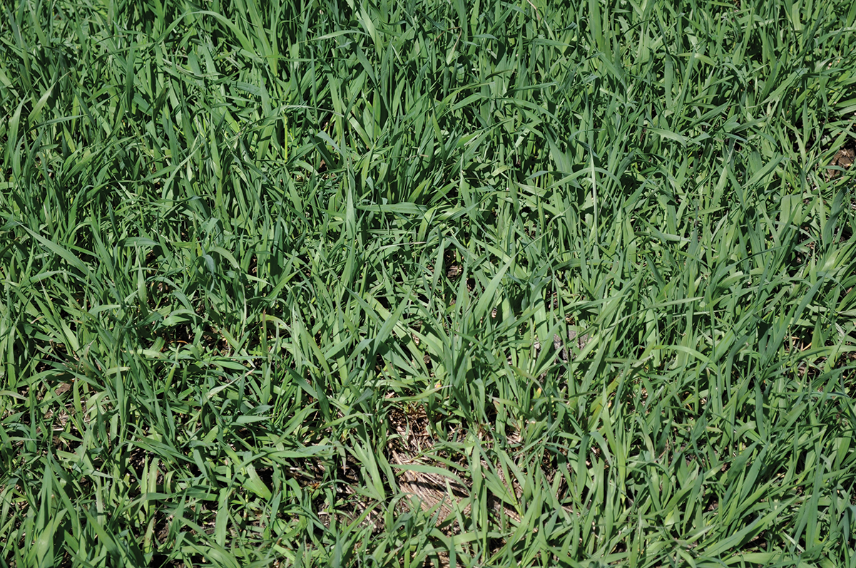 Eastern Massasauga – Sistrurus catenatus – INHS Environmental Education