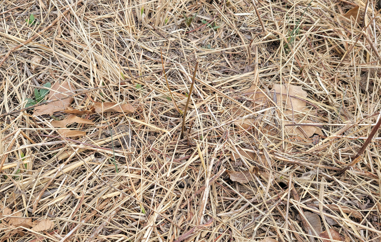 Eastern Massasauga – Sistrurus catenatus – INHS Environmental Education