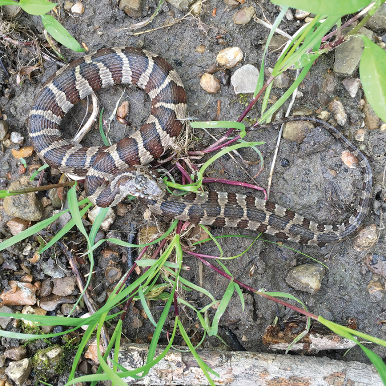 Eastern Massasauga – Sistrurus catenatus – INHS Environmental Education