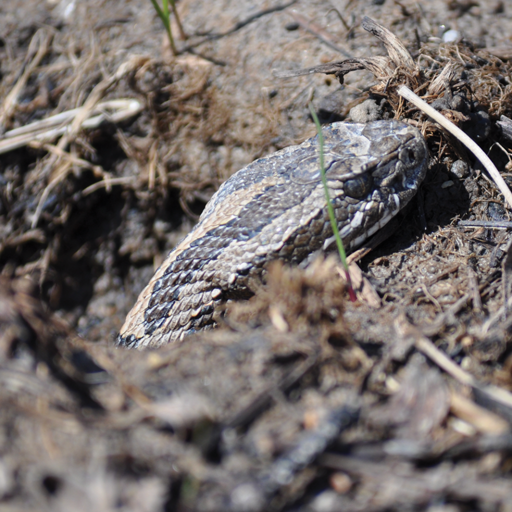 Eastern Massasauga – Sistrurus catenatus – INHS Environmental Education
