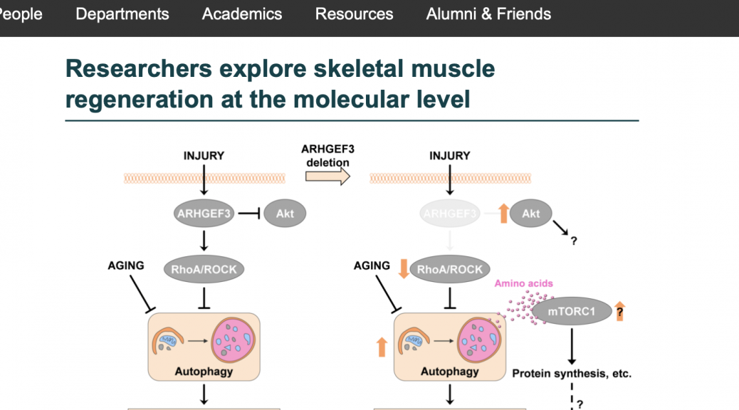 Researchers explore skeletal muscle regeneration at the molecular level ...