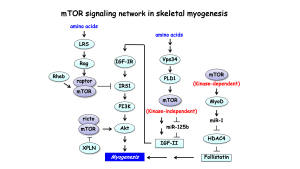 mTOR signaling in skeletal muscle regeneration – The Chen Lab
