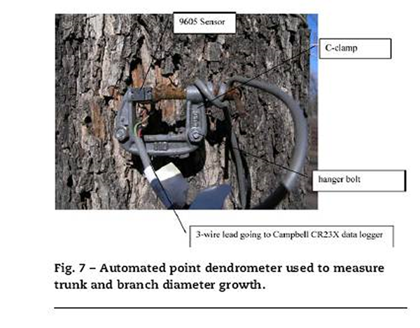 Pecan Irrigation Pruning Model | Dr. Junming Wang's Atmospheric Science ...
