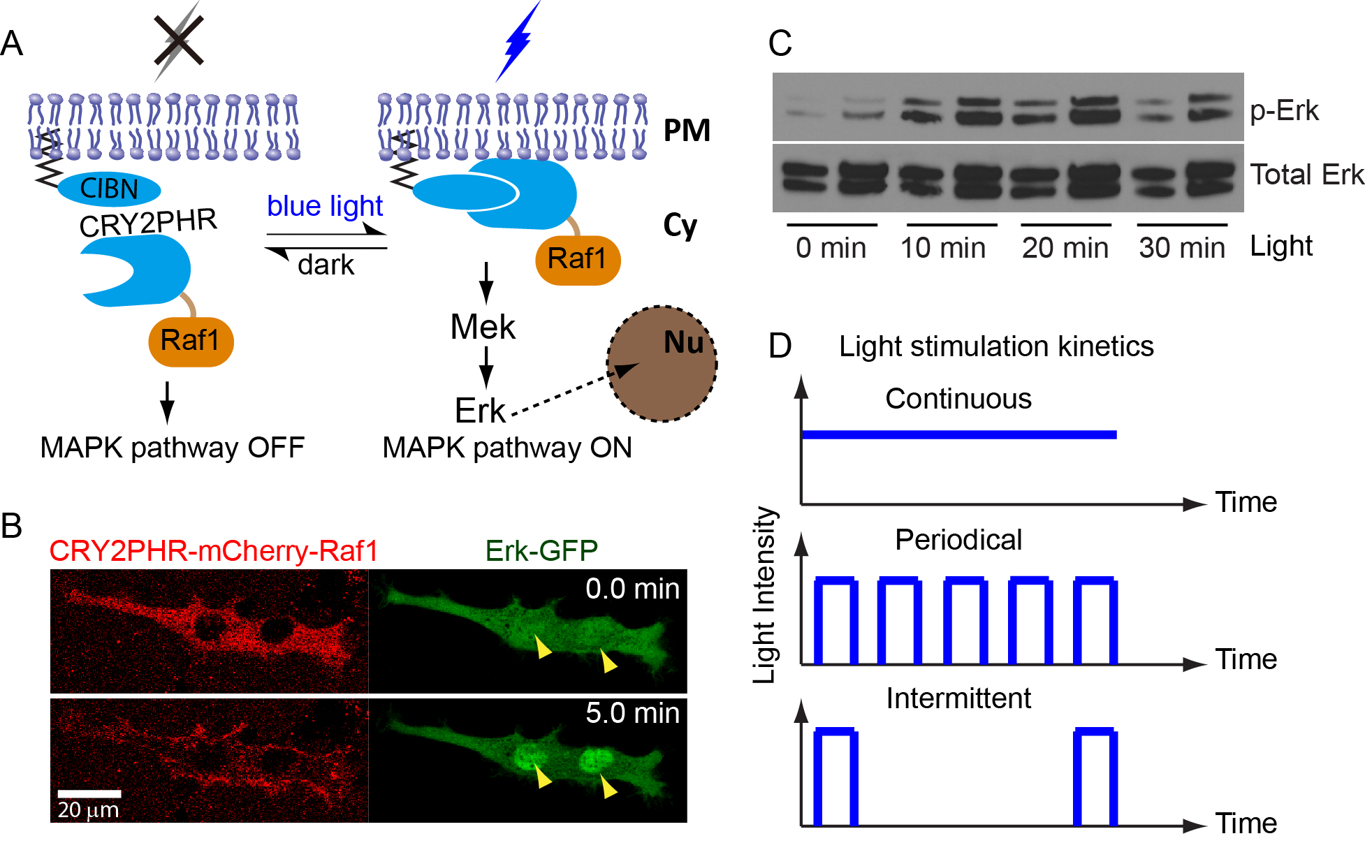 Research | The Zhang Lab - University of Illinois at Urbana-Champaign