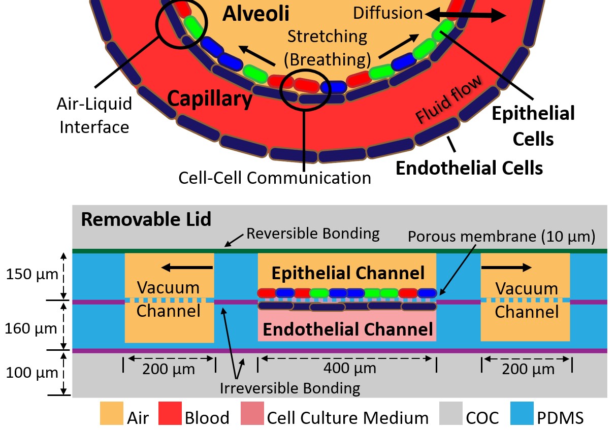 Leckband Research Group Engineered Cell Environments Leckband Research Group Engineered Cell Environments