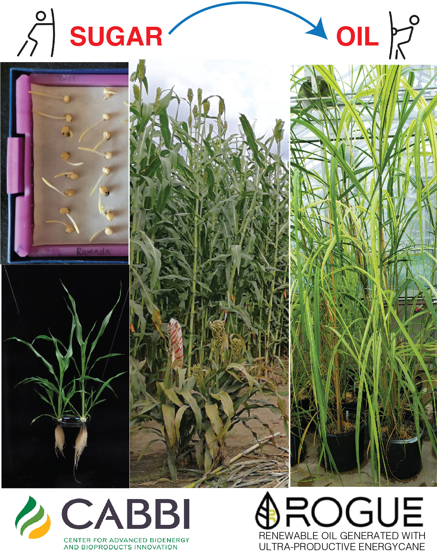 Research – Chen Lab