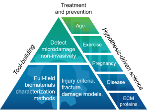 Research – Image-Based Biomechanics Laboratory