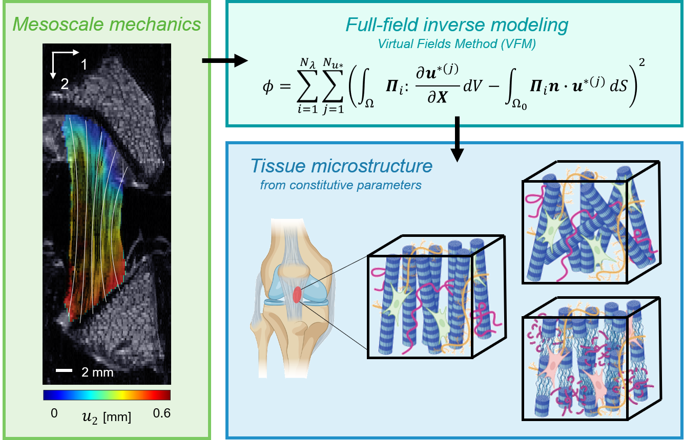 Research – Image-Based Biomechanics Laboratory