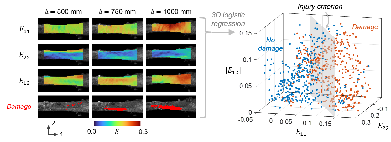 Research – Image-Based Biomechanics Laboratory