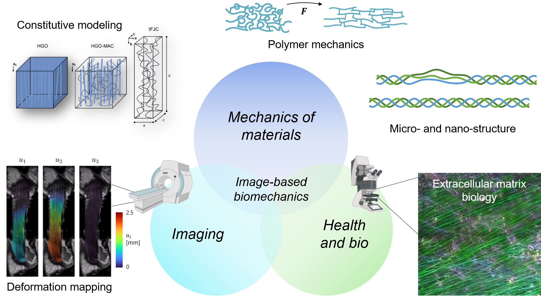 Image-Based Biomechanics Laboratory – A publish.illinois.edu site