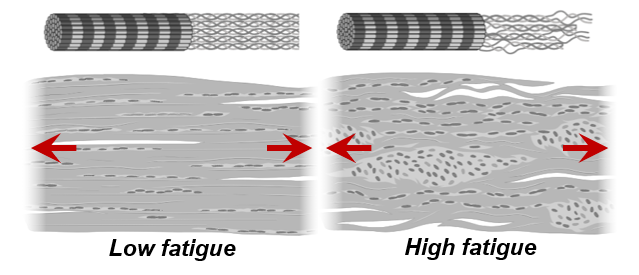 Research – Image-Based Biomechanics Laboratory