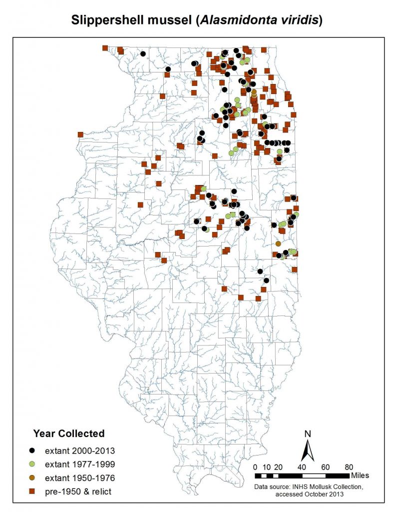 Investigating Mussel Communities in Wadeable Streams of Illinois – INHS ...