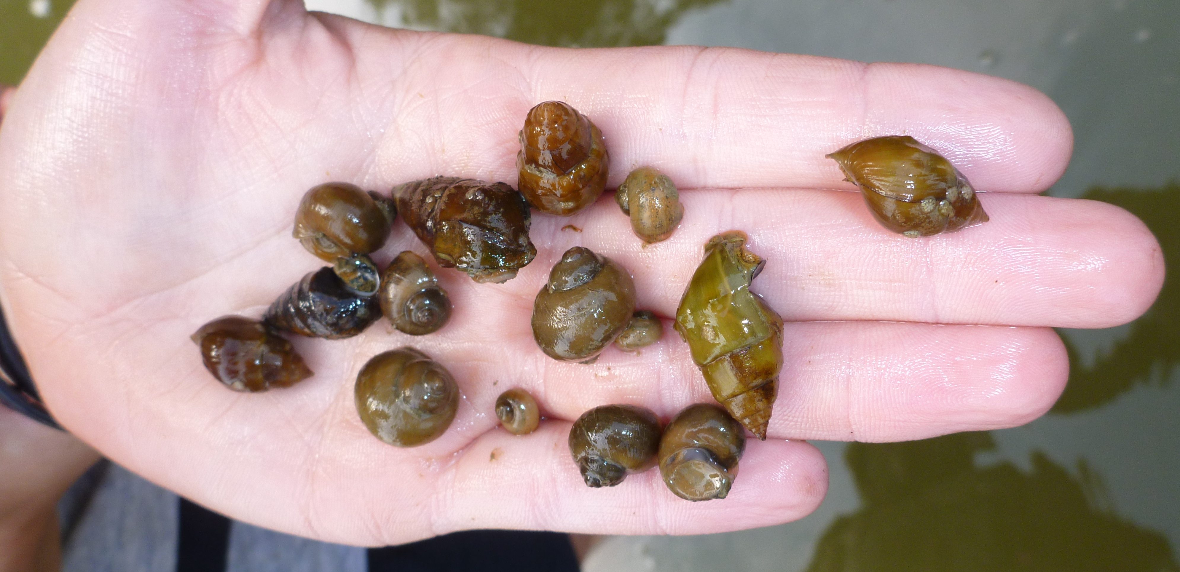 Freshwater Snails of Illinois – INHS Mollusk Collection